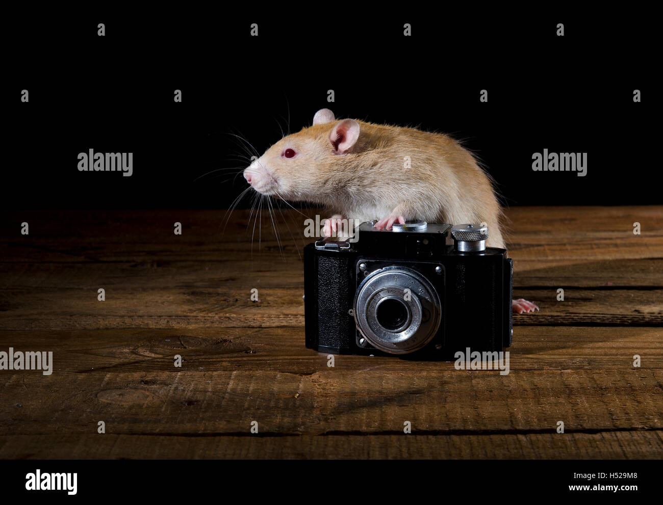 Young decorative rat with the old camera Stock Photo - Alamy
