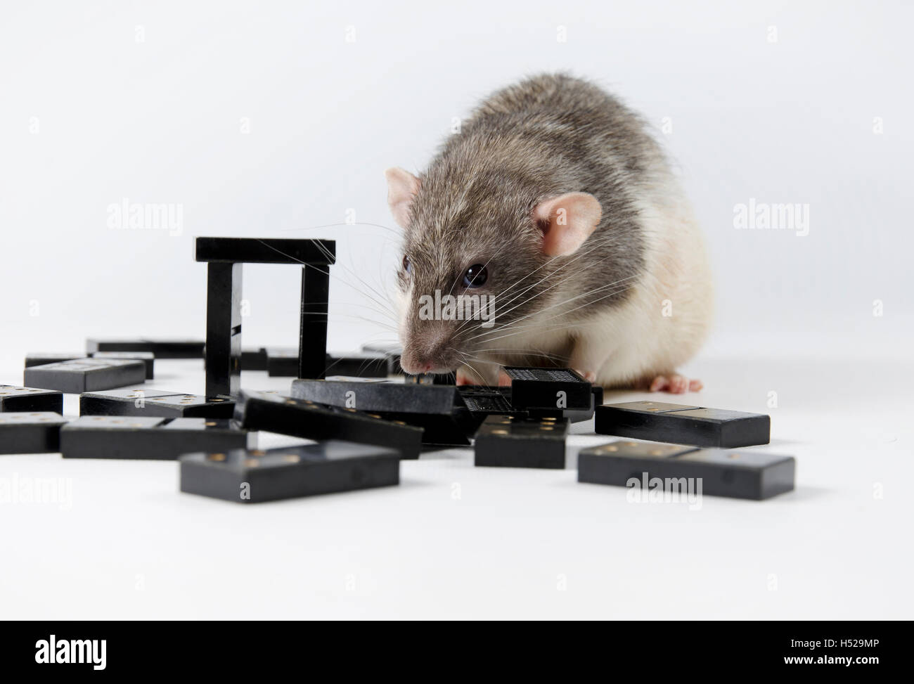 Intelligent and funny pets decorative rat play dominoes Stock Photo - Alamy