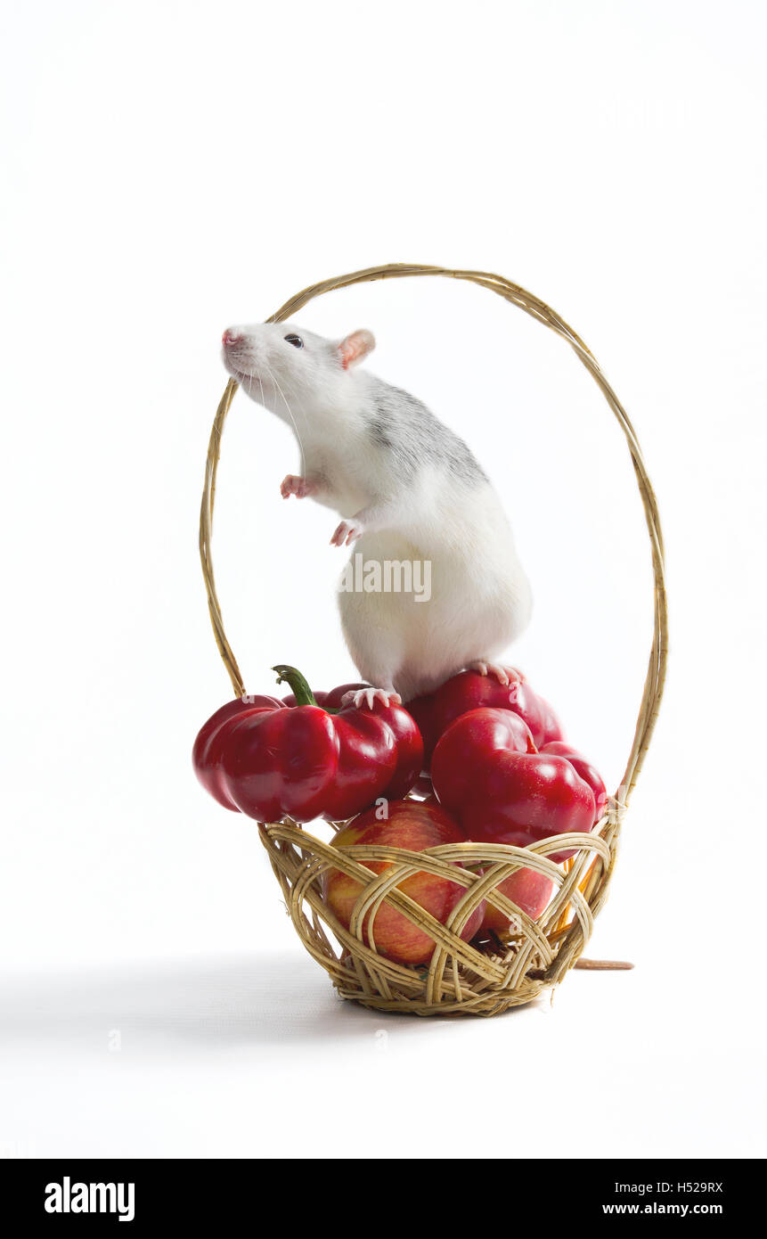 Decorative rat and wicker basket with a vegetables Stock Photo - Alamy