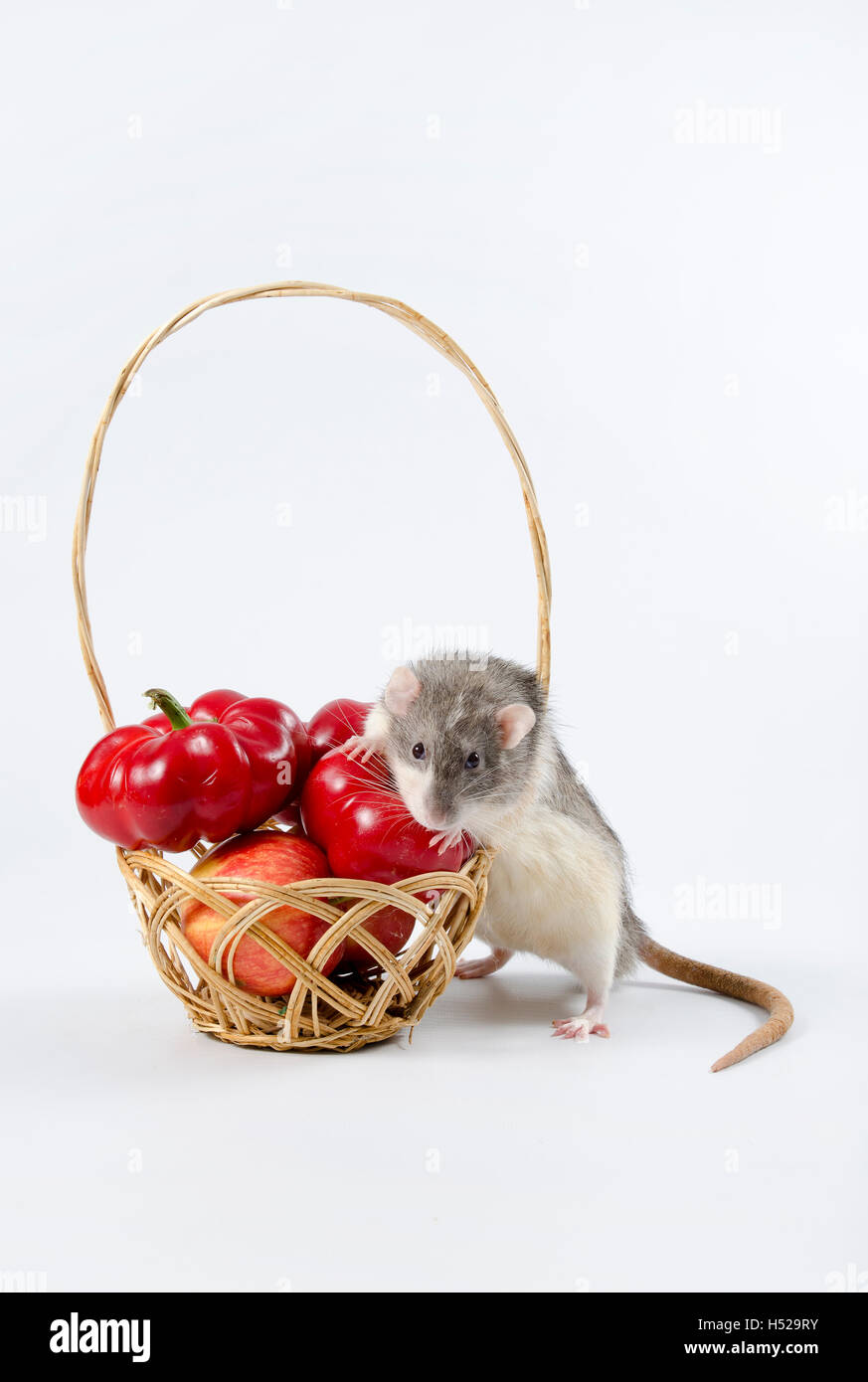 Decorative rat and wicker basket with a vegetables Stock Photo - Alamy