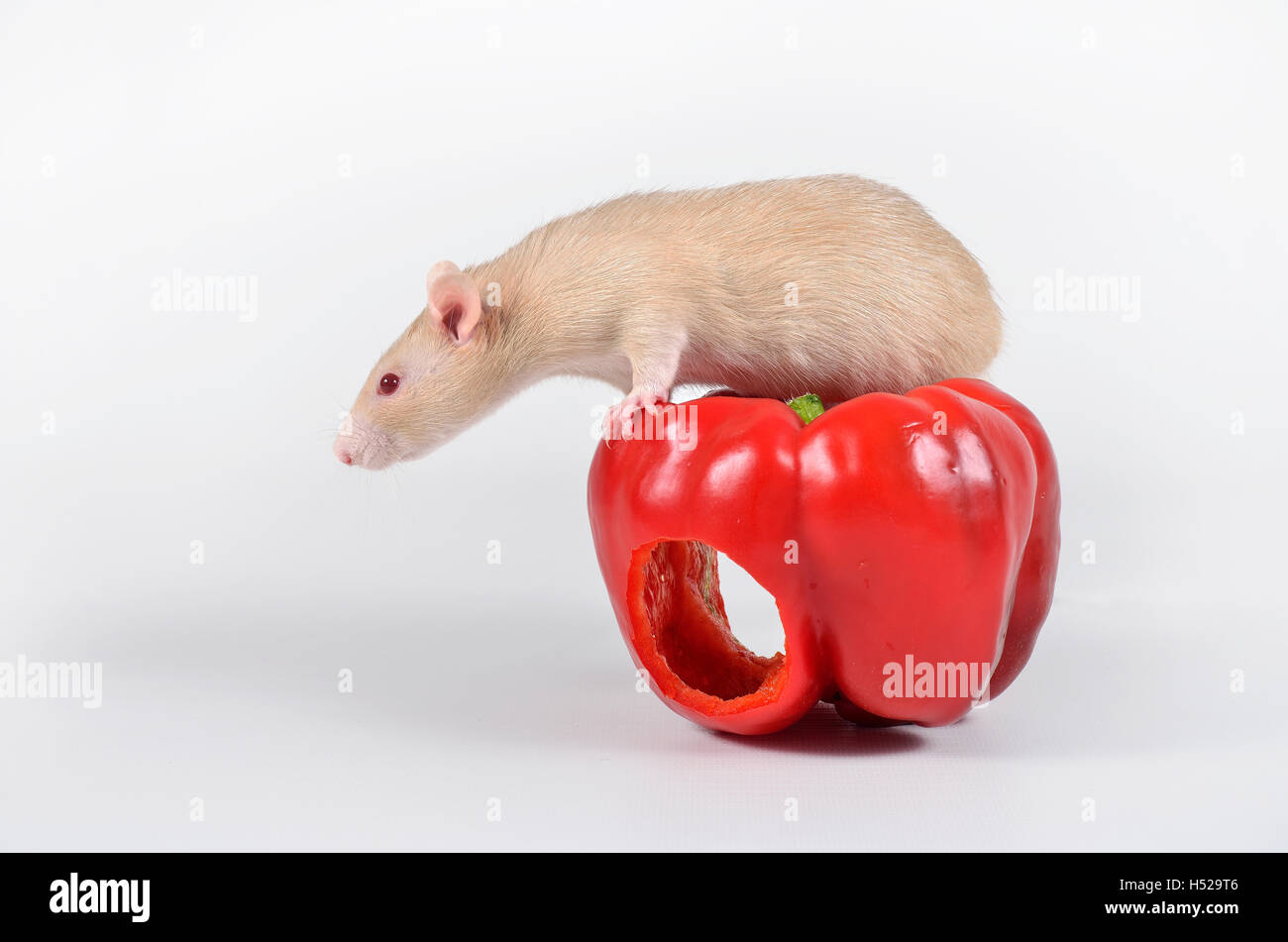 Vegetables and animals hi-res stock photography and images - Alamy