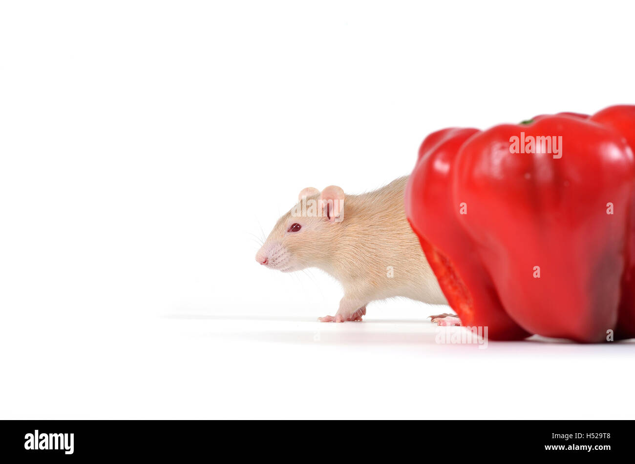 Decorative rat and vegetables Stock Photo - Alamy