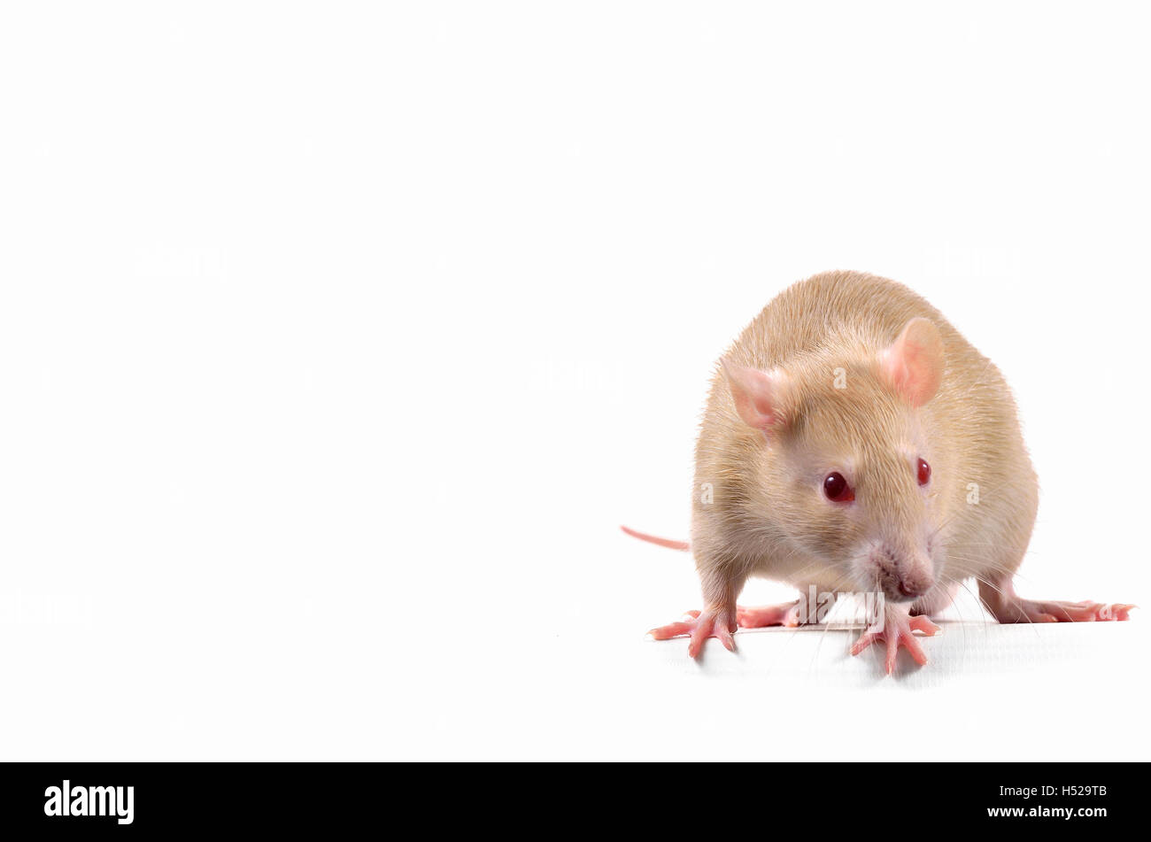 Funny red rat on a white background Stock Photo - Alamy