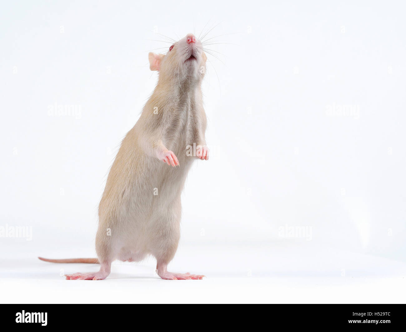 Funny red rat on a white background Stock Photo - Alamy