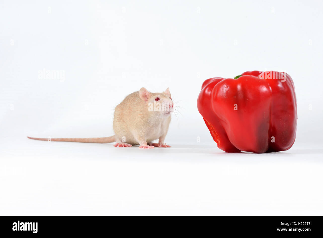 Decorative rat and vegetables Stock Photo - Alamy