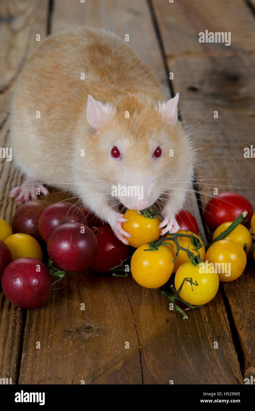 Decorative rat and cherry tomatoes on a wooden table Stock Photo - Alamy