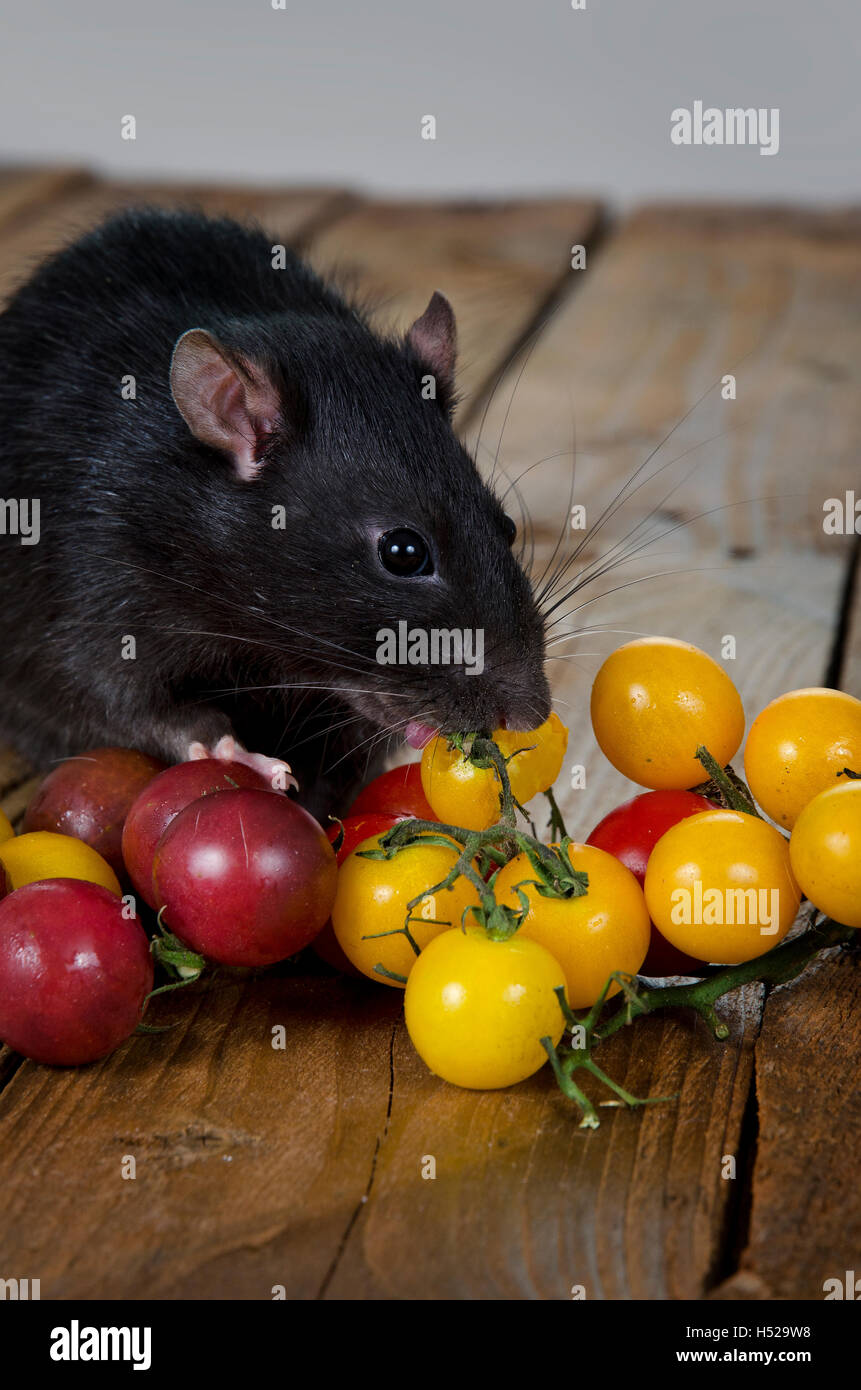 Decorative rat and cherry tomatoes on a wooden table Stock Photo - Alamy