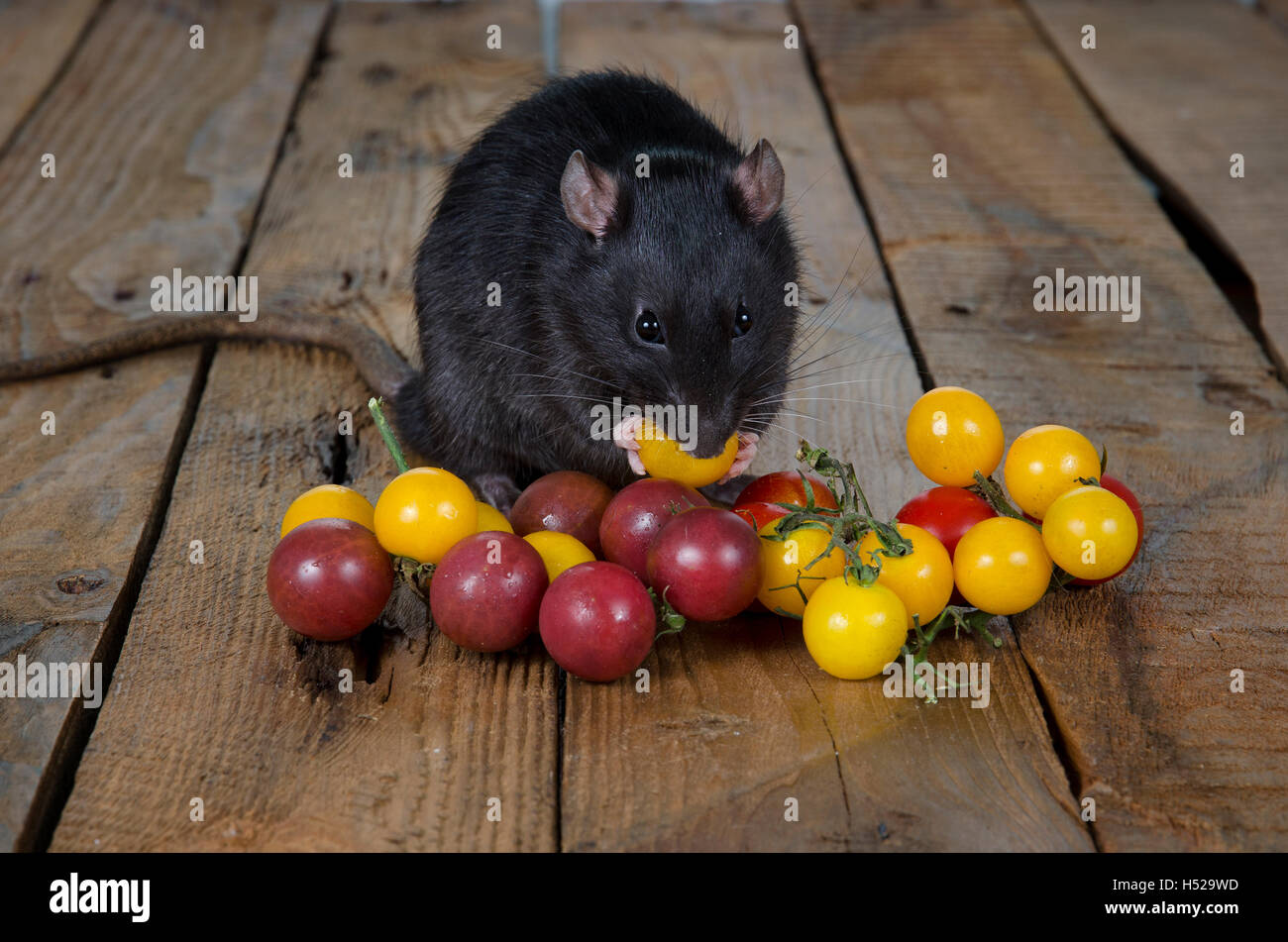 Decorative rat and cherry tomatoes on a wooden table Stock Photo - Alamy