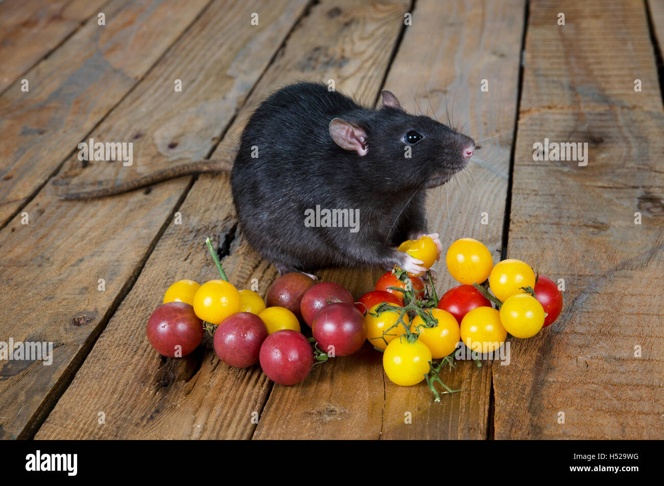 Decorative rat and cherry tomatoes on a wooden table Stock Photo - Alamy