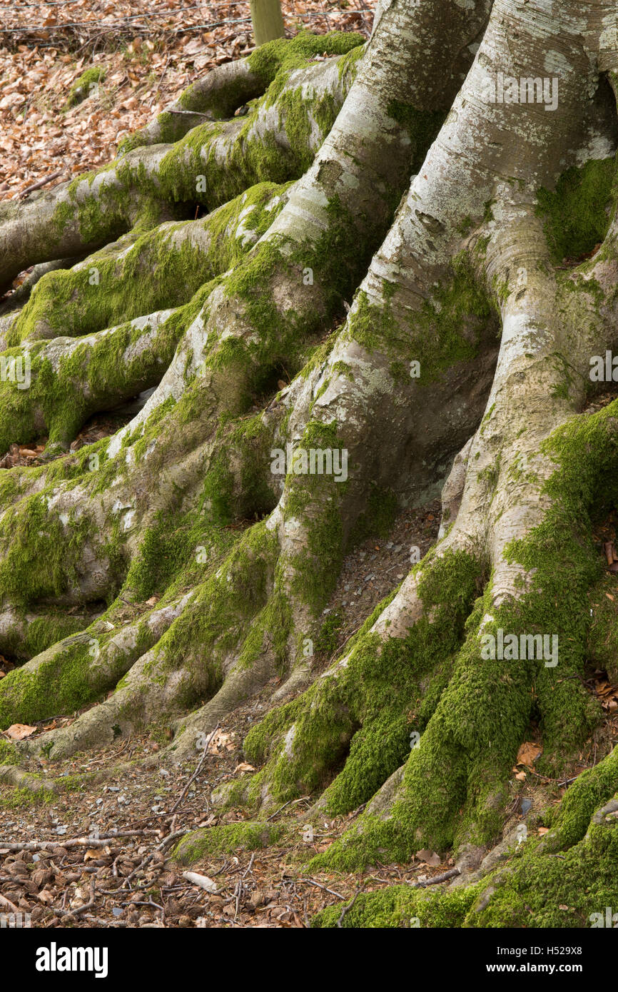 Trees growing on the steep hill slopes of the Berwyn Mountains near ...