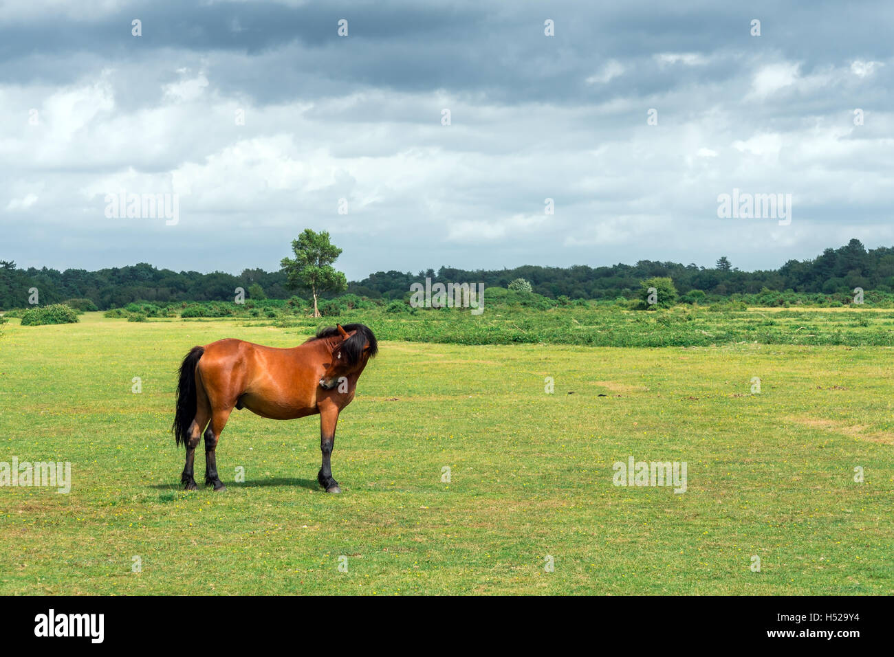 One horse on the field at New Forest Stock Photo - Alamy