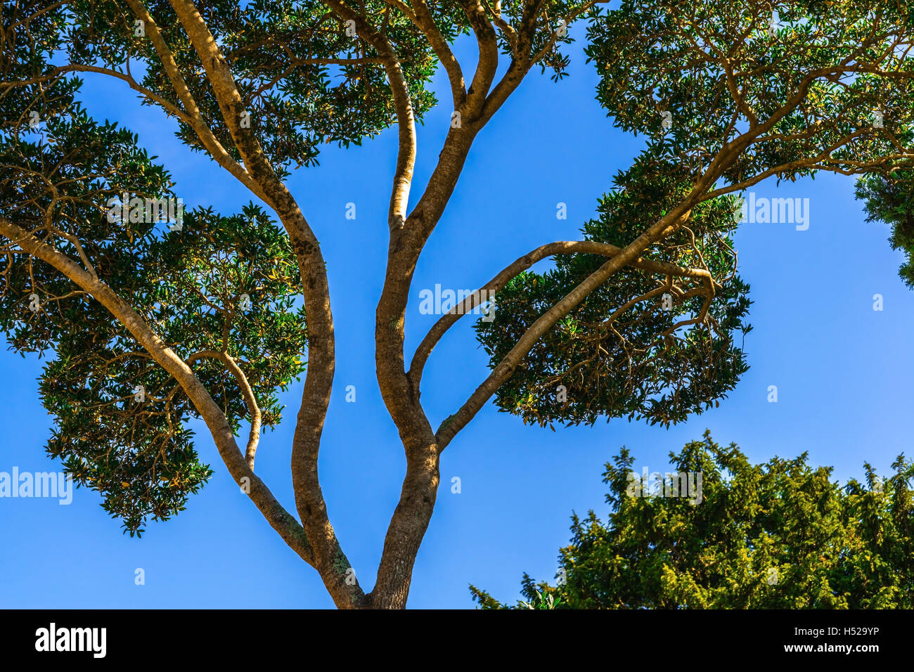 Oak tree uk leave hi-res stock photography and images - Alamy