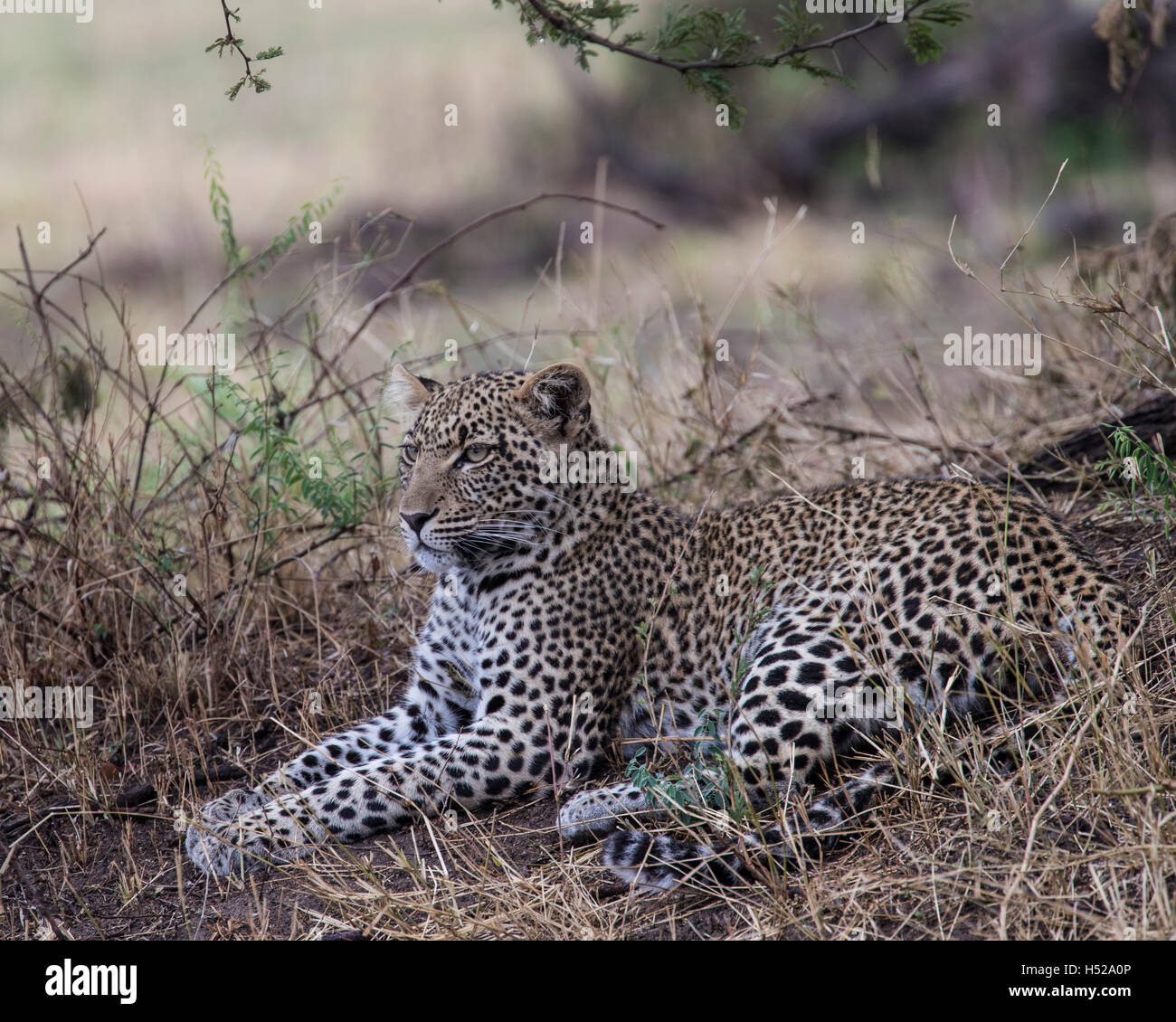 Leopard sitting on the ground in the northern Serengeti, Africa Stock ...