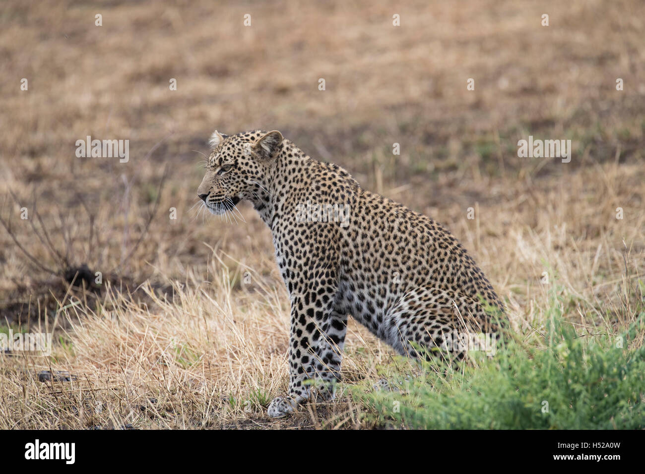 Leopard sitting on the ground in the northern Serengeti, Africa Stock ...