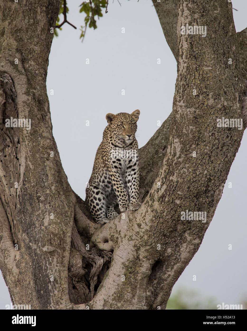 Leopard watching from a tree in the northern Serengeti, Africa Stock ...