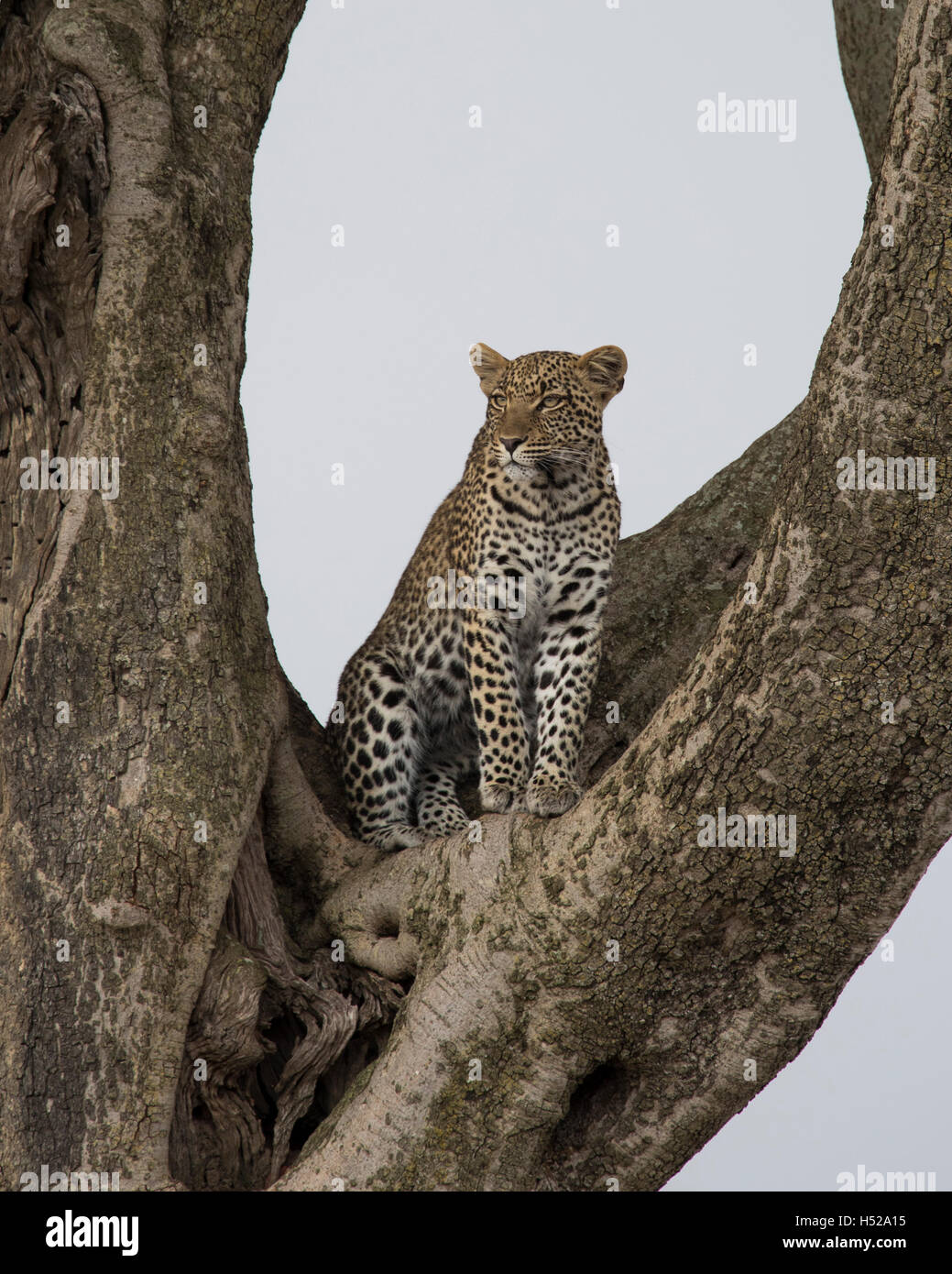 Leopard watching hi-res stock photography and images - Alamy