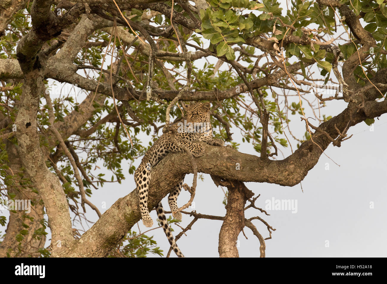 Leopard resting on the branch of a tree in the northern Serengeti ...