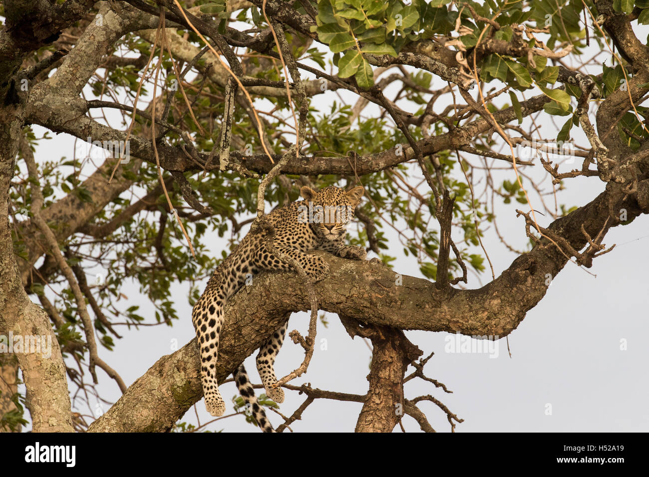 Leopard resting on the branch of a tree in the northern Serengeti ...