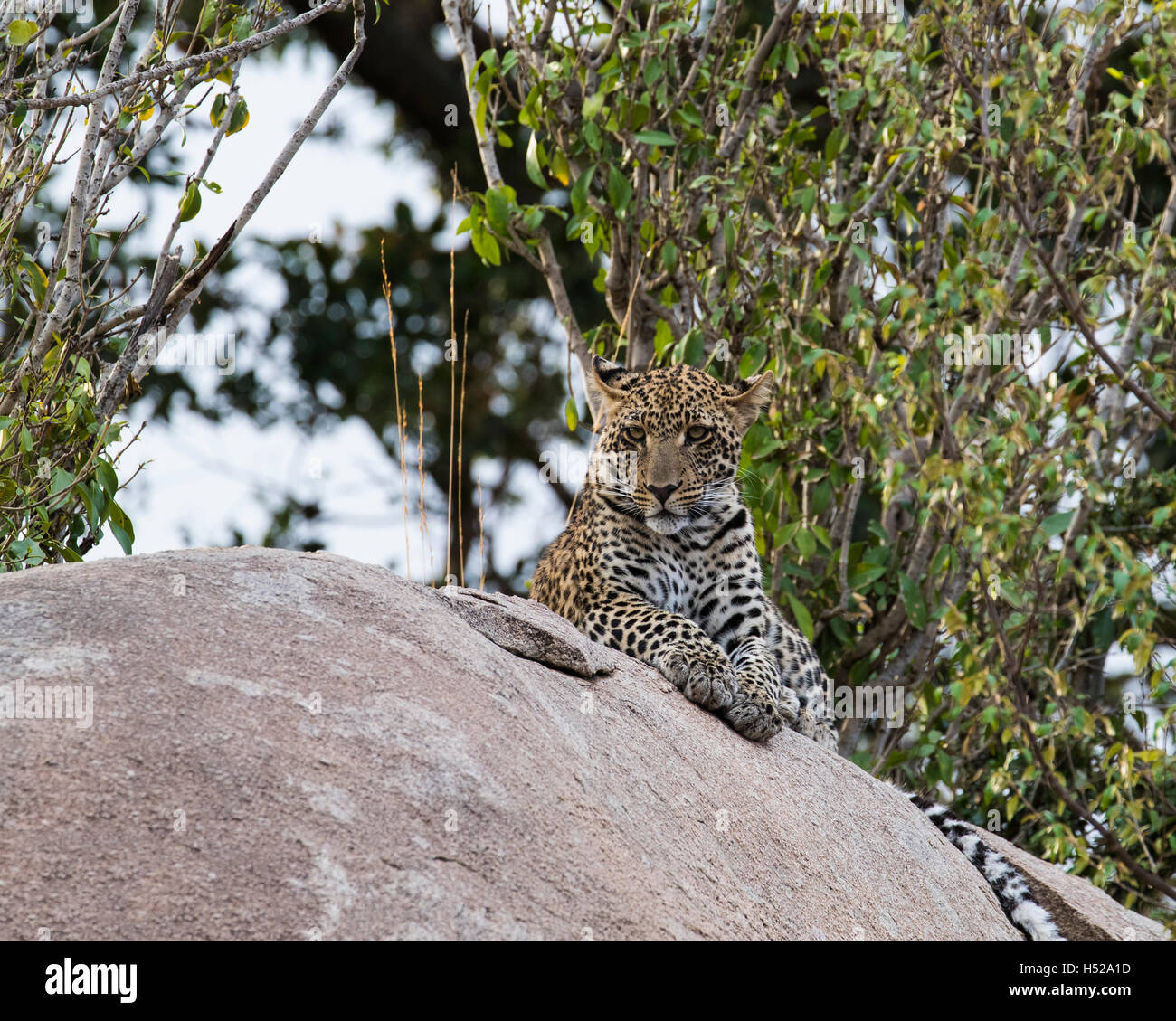 Leopard resting on a rocky kopje in the northern Serengeti, Africa ...