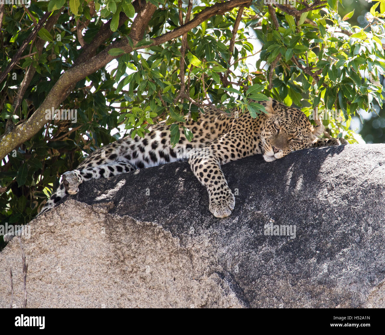 Africa kopje hi-res stock photography and images - Alamy