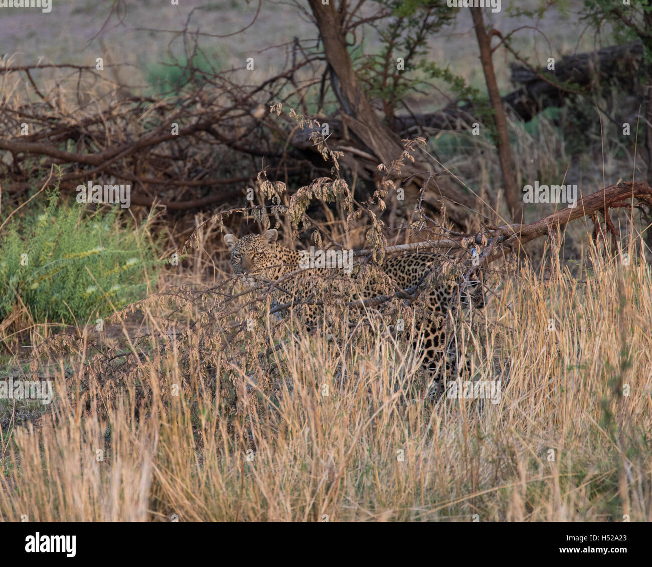 Leopard hunting in the Serengeti, Africa Stock Photo - Alamy