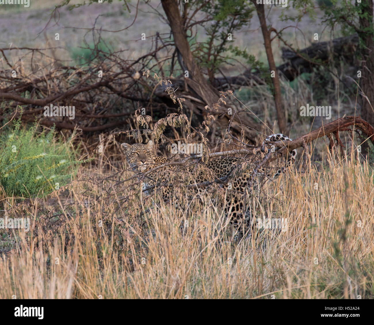 Leopard hunting in the Serengeti, Africa Stock Photo - Alamy
