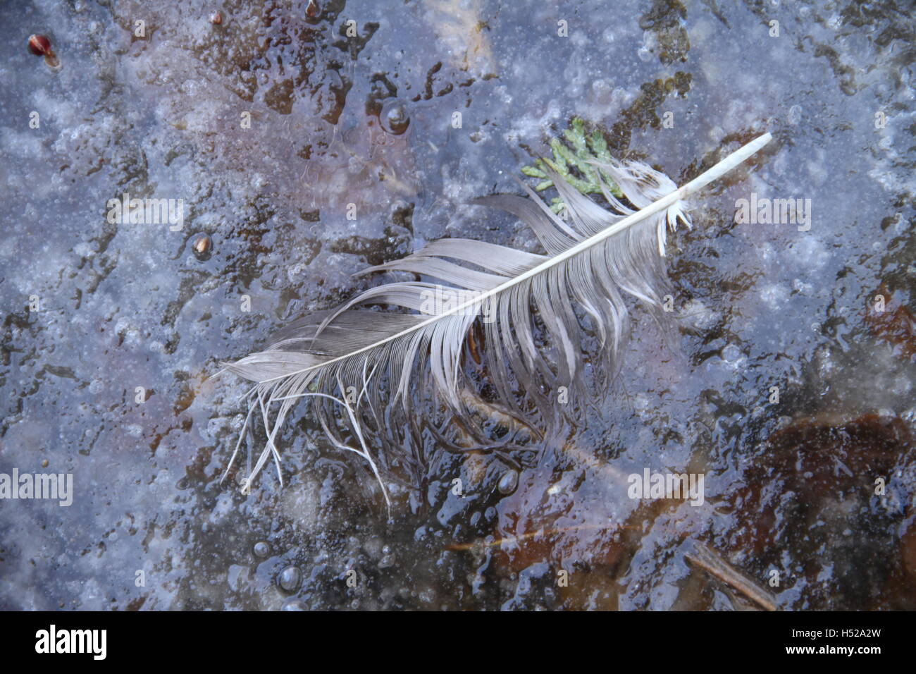 Feather on rock Stock Photo - Alamy