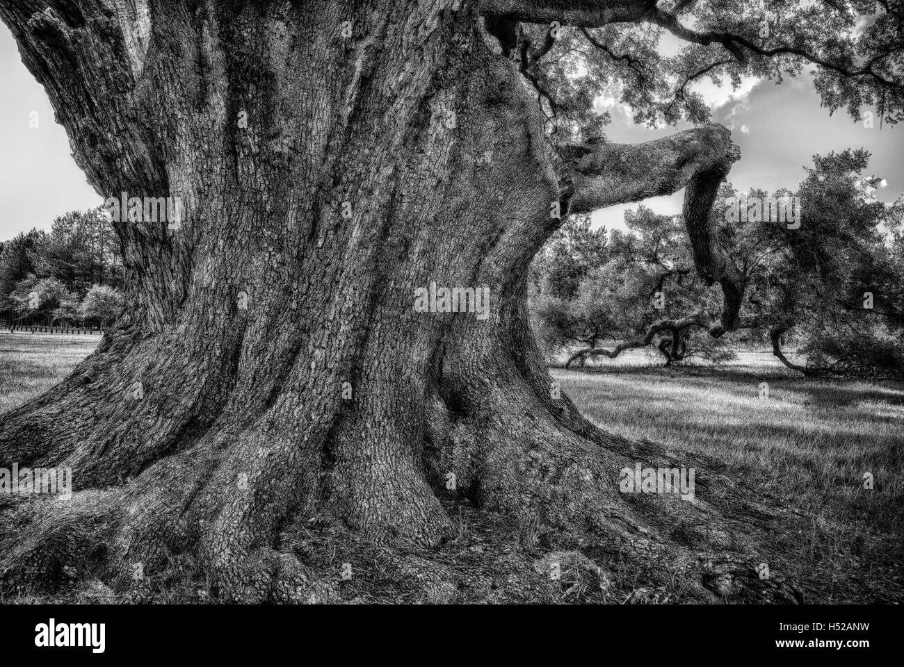 The Cellon Oak Park near Gainesville, Florida, contains the Florida ...