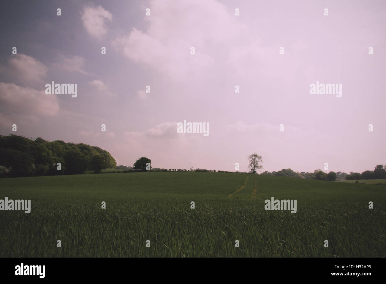 View over the Chilterns landscape in Buckinghamshire, England Vintage ...