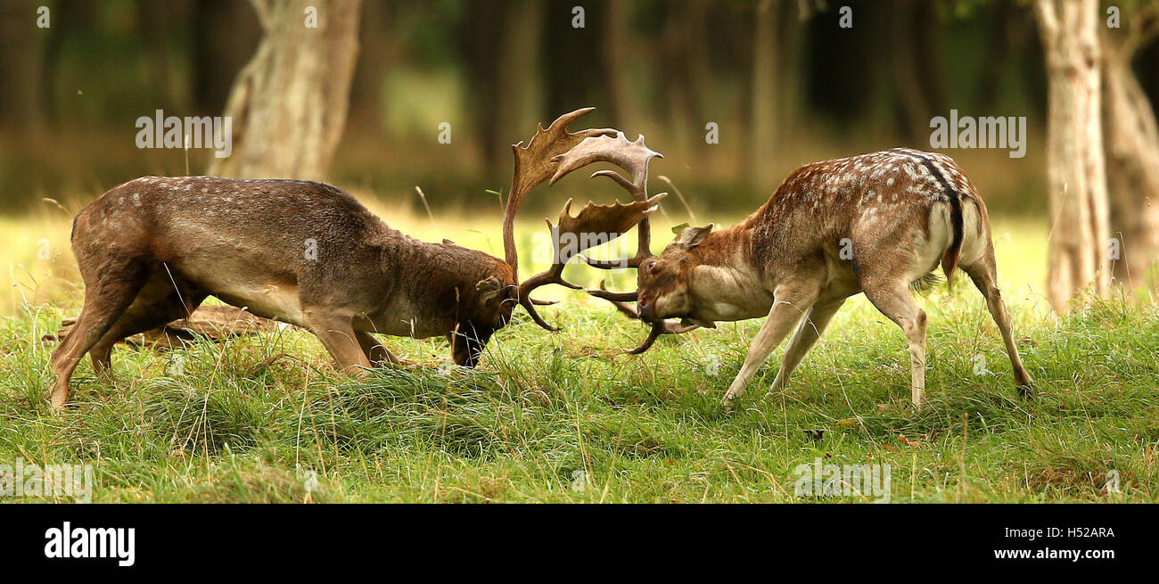 Fallow deer clash antlers during rutting season in Phoenix Park, Dublin ...