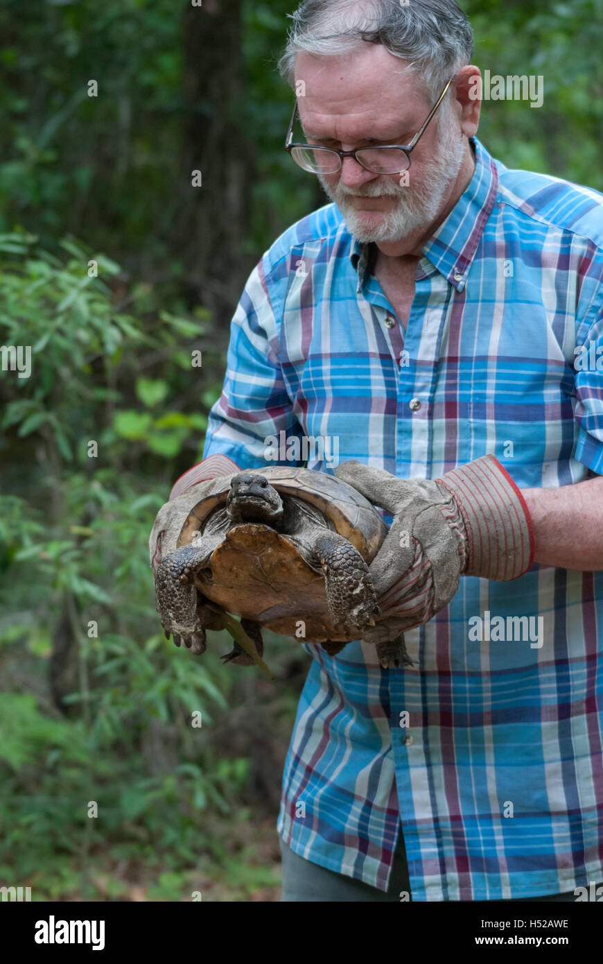 The Gopher Tortoise Is A Species Of The Gopherus Genus Native To The