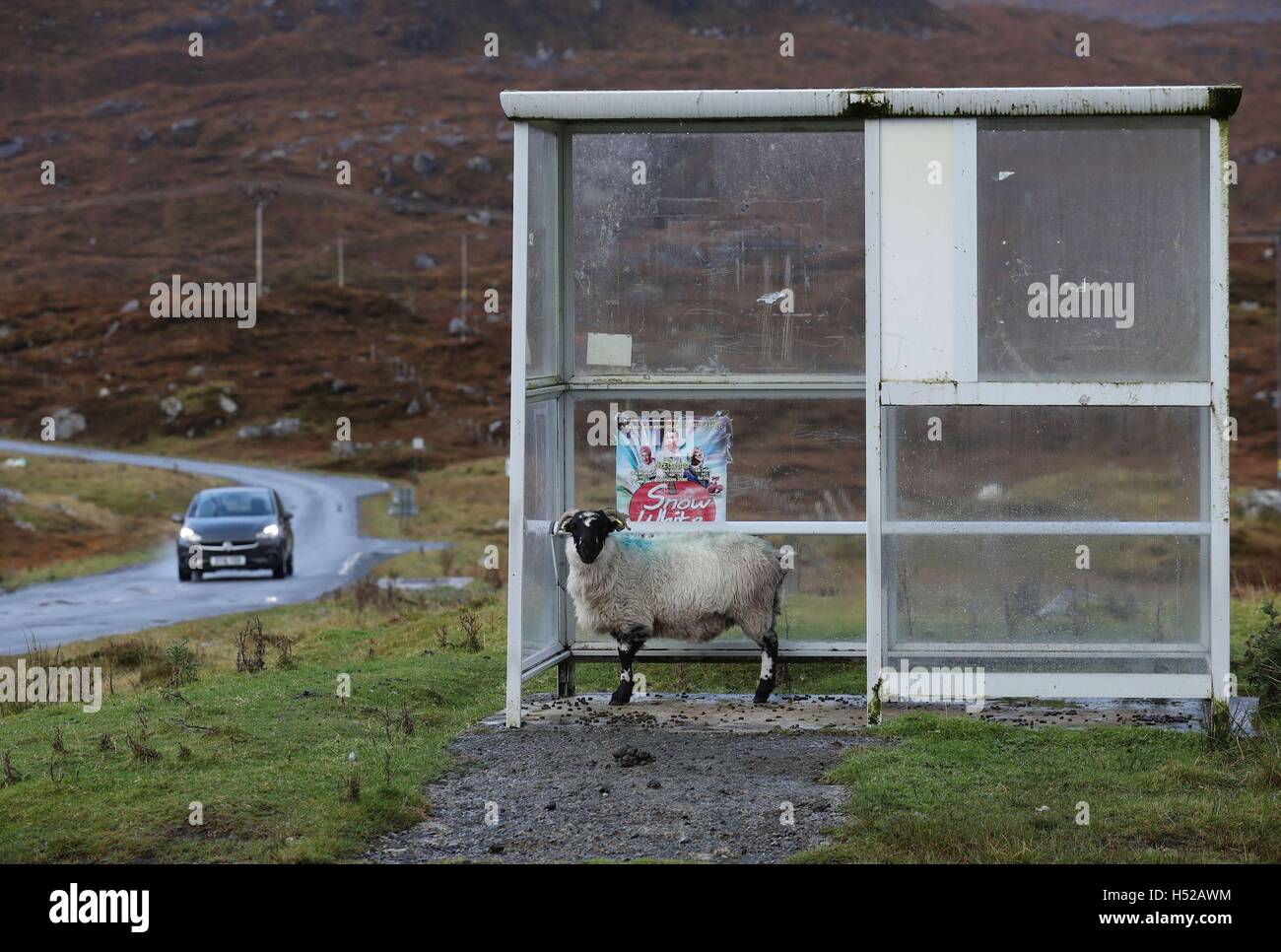 A black face sheep shelters from the rain in a bus stop near Tarbert on ...