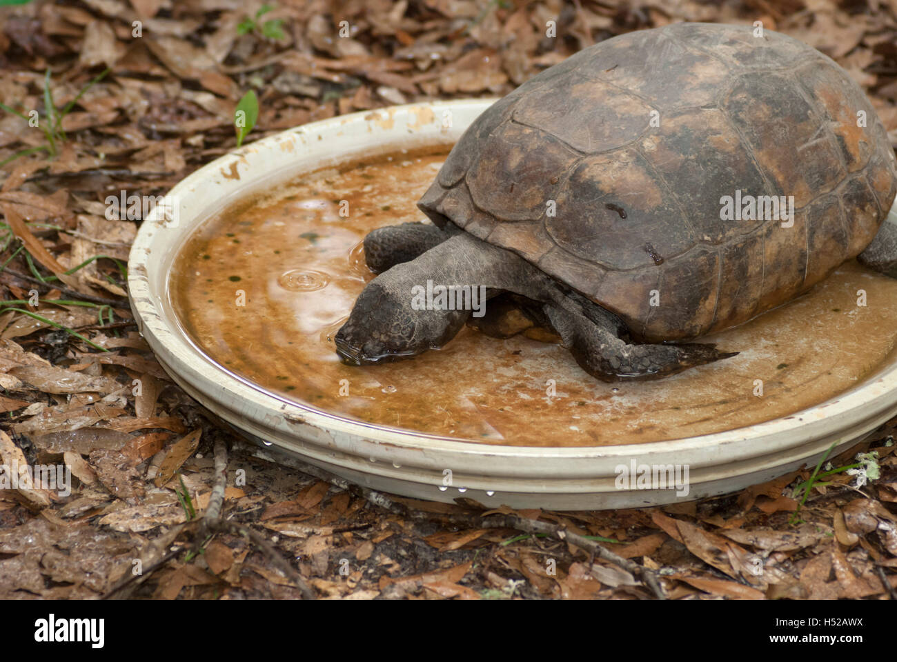 The Gopher Tortoise Is A Species Of The Gopherus Genus Native To The