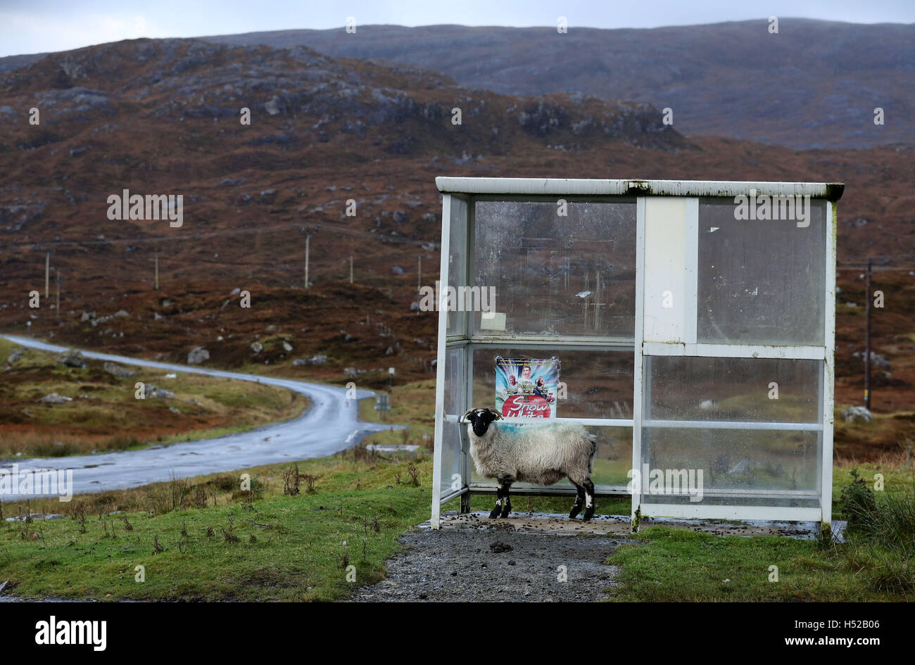A black face sheep shelters from the rain in a bus stop near Tarbert on ...
