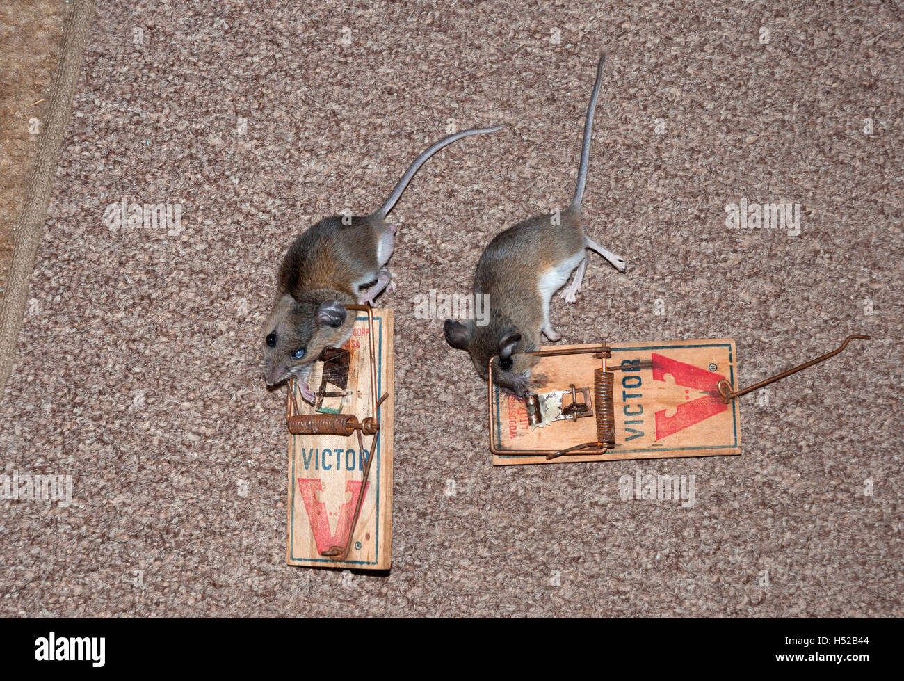 Two mice trapped in mousetraps Stock Photo - Alamy