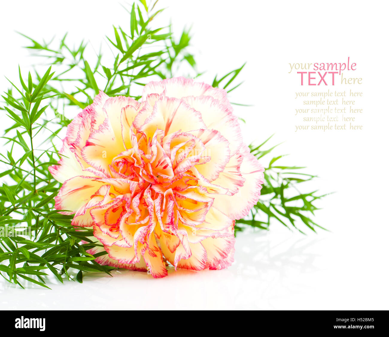 carnation flower on a white background Stock Photo - Alamy