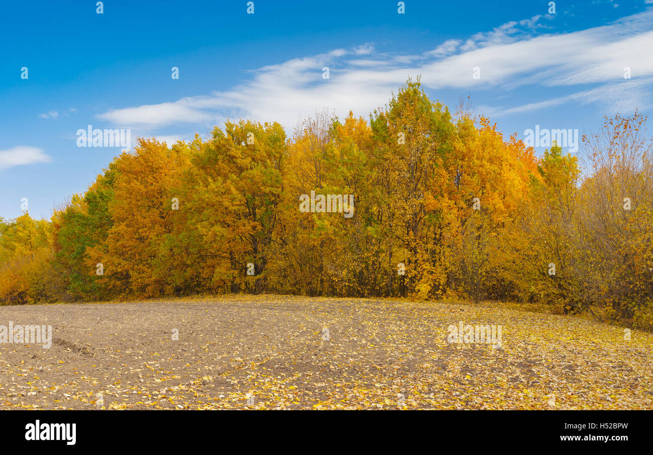 Fall season on the edge of agricultural fields in Ukraine Stock Photo ...