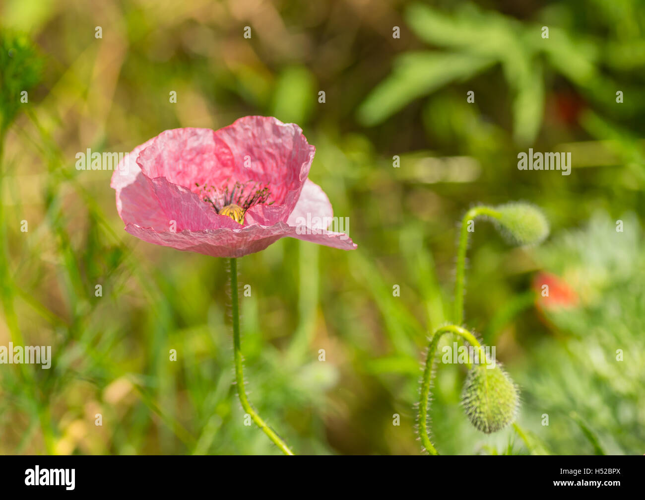 Wild lonely poppy in grass at spring season Stock Photo - Alamy