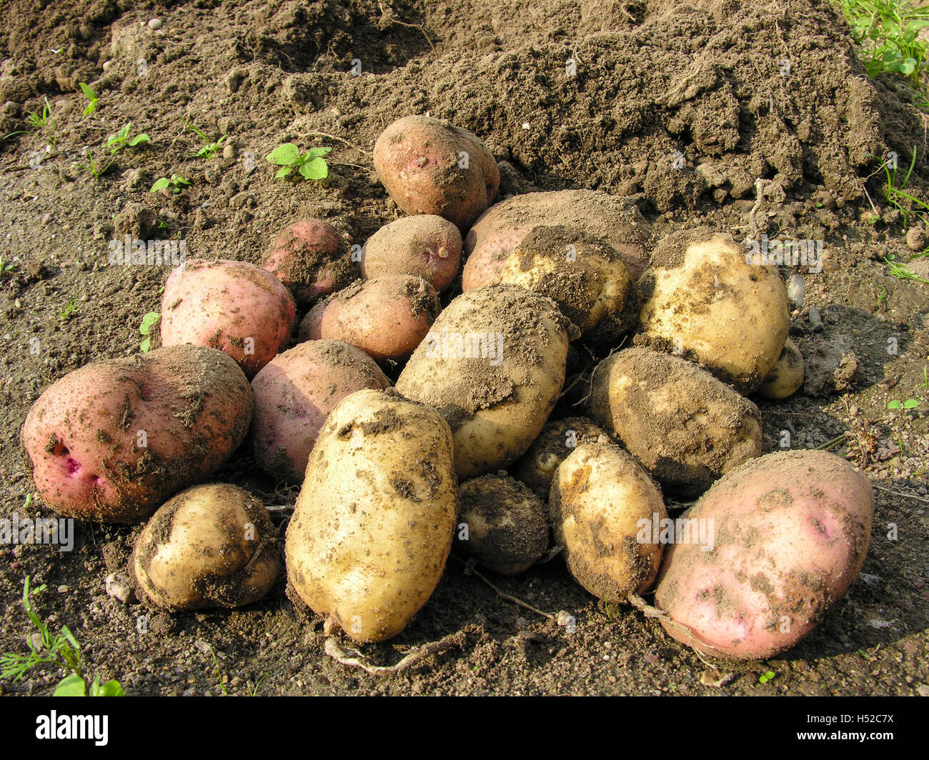 Watering potatoes garden hi-res stock photography and images - Alamy