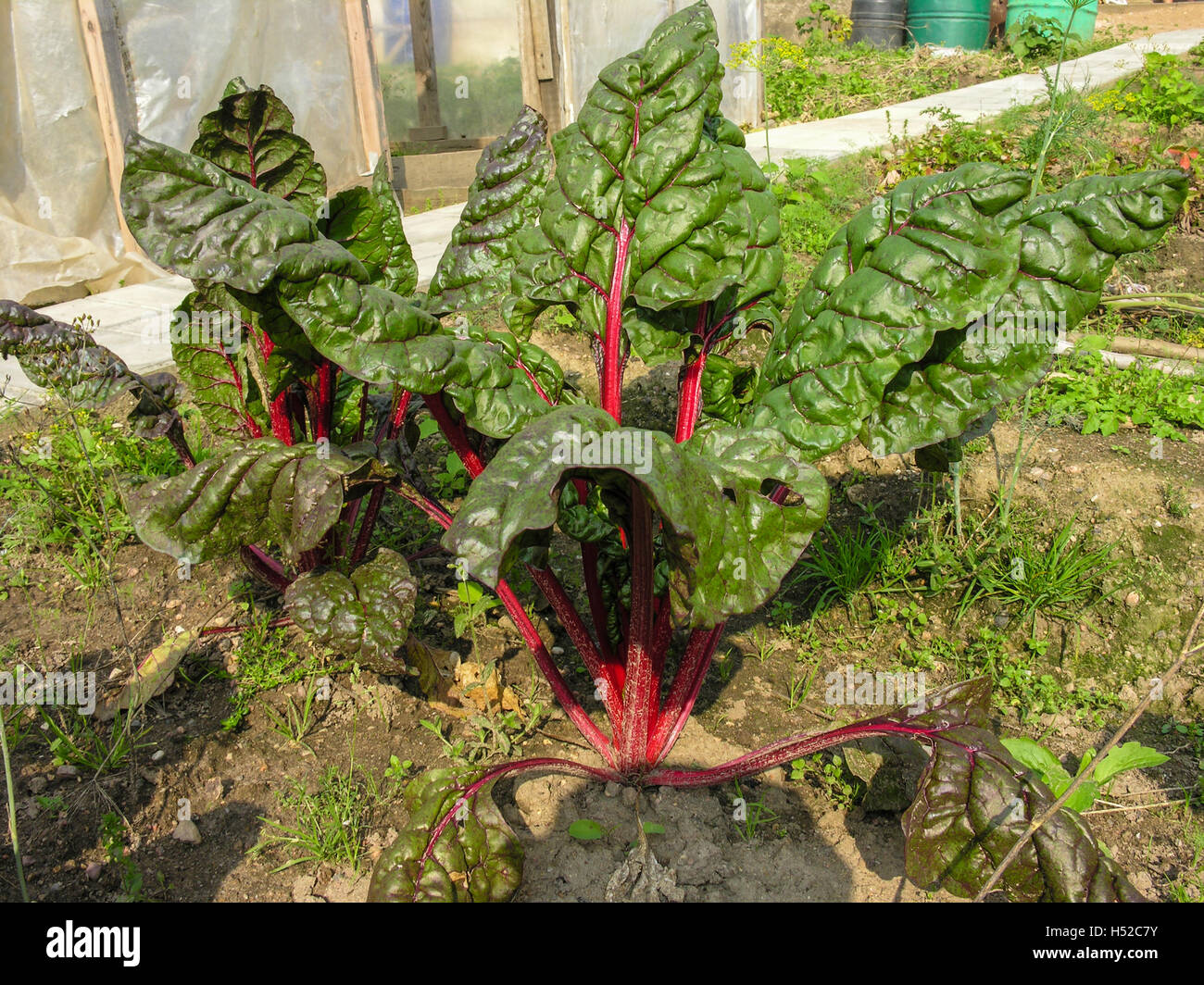 Bright beet tops in the garden Stock Photo - Alamy
