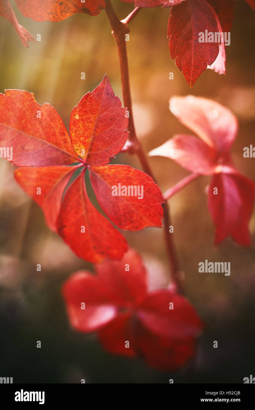 Red leaves on branch hi-res stock photography and images - Alamy