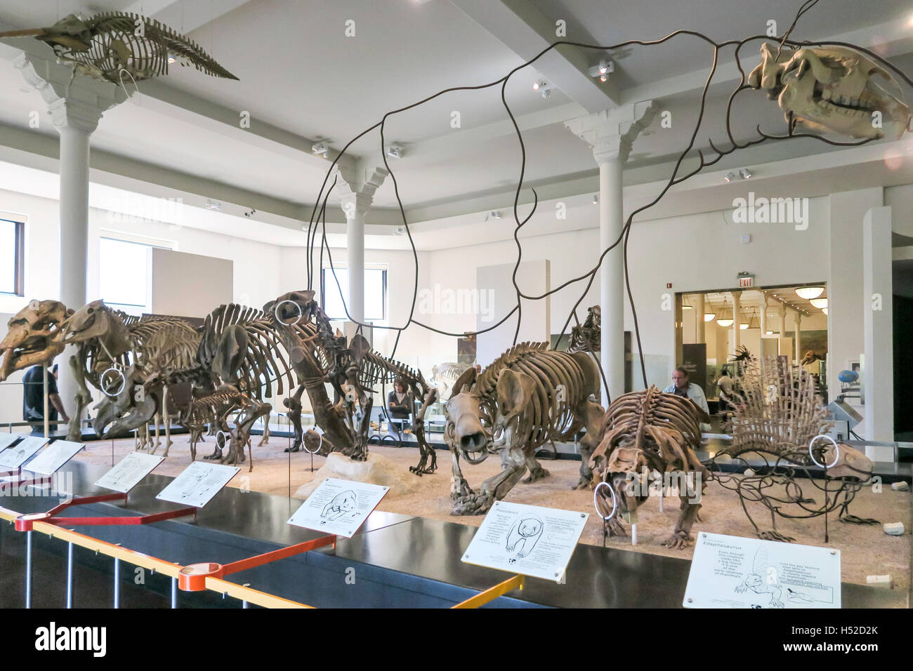 American fossils hi-res stock photography and images - Alamy
