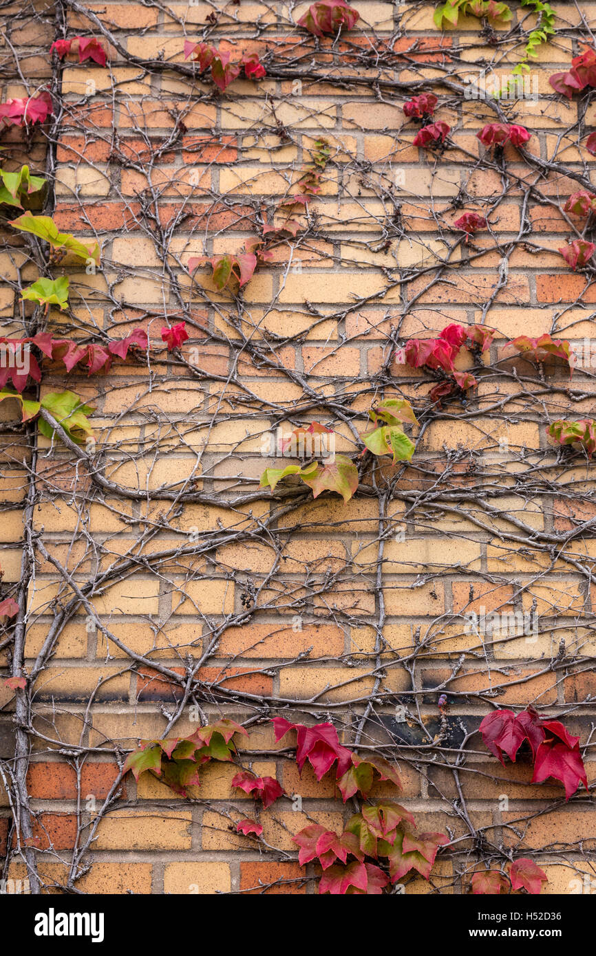 Ivy in Fall, USA Stock Photo - Alamy