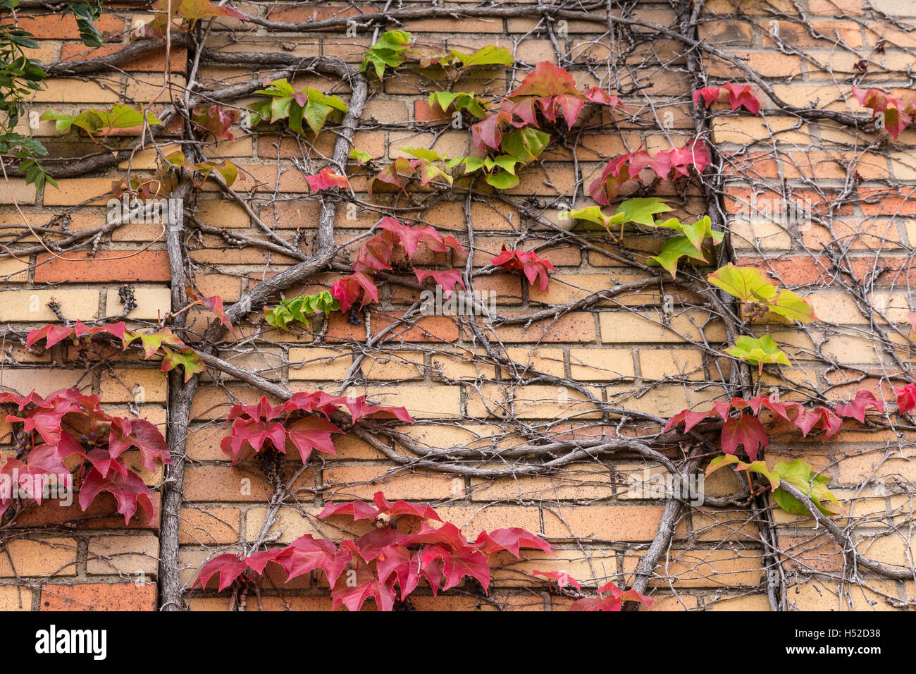 Ivy in Fall, USA Stock Photo - Alamy
