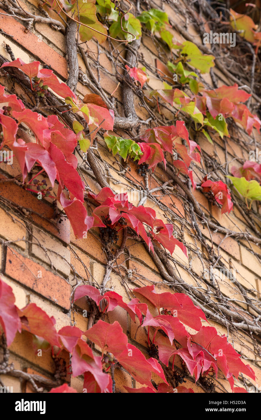 Fall in nature hi-res stock photography and images - Alamy