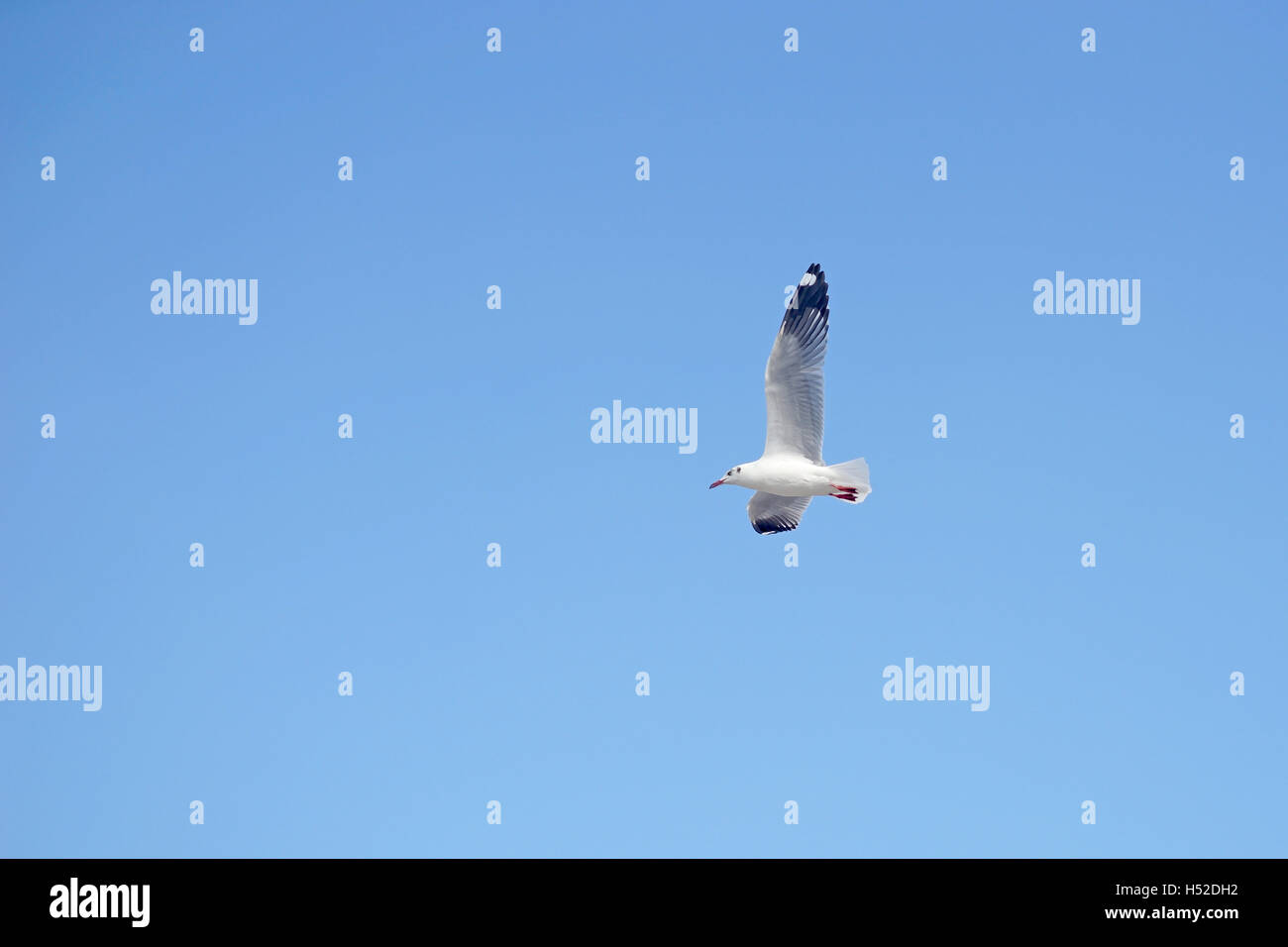 flying seagull bird on beautiful sky background Stock Photo - Alamy