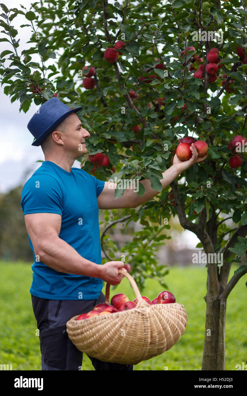 Picking Fruit From Tree High Resolution Stock Photography and Images ...