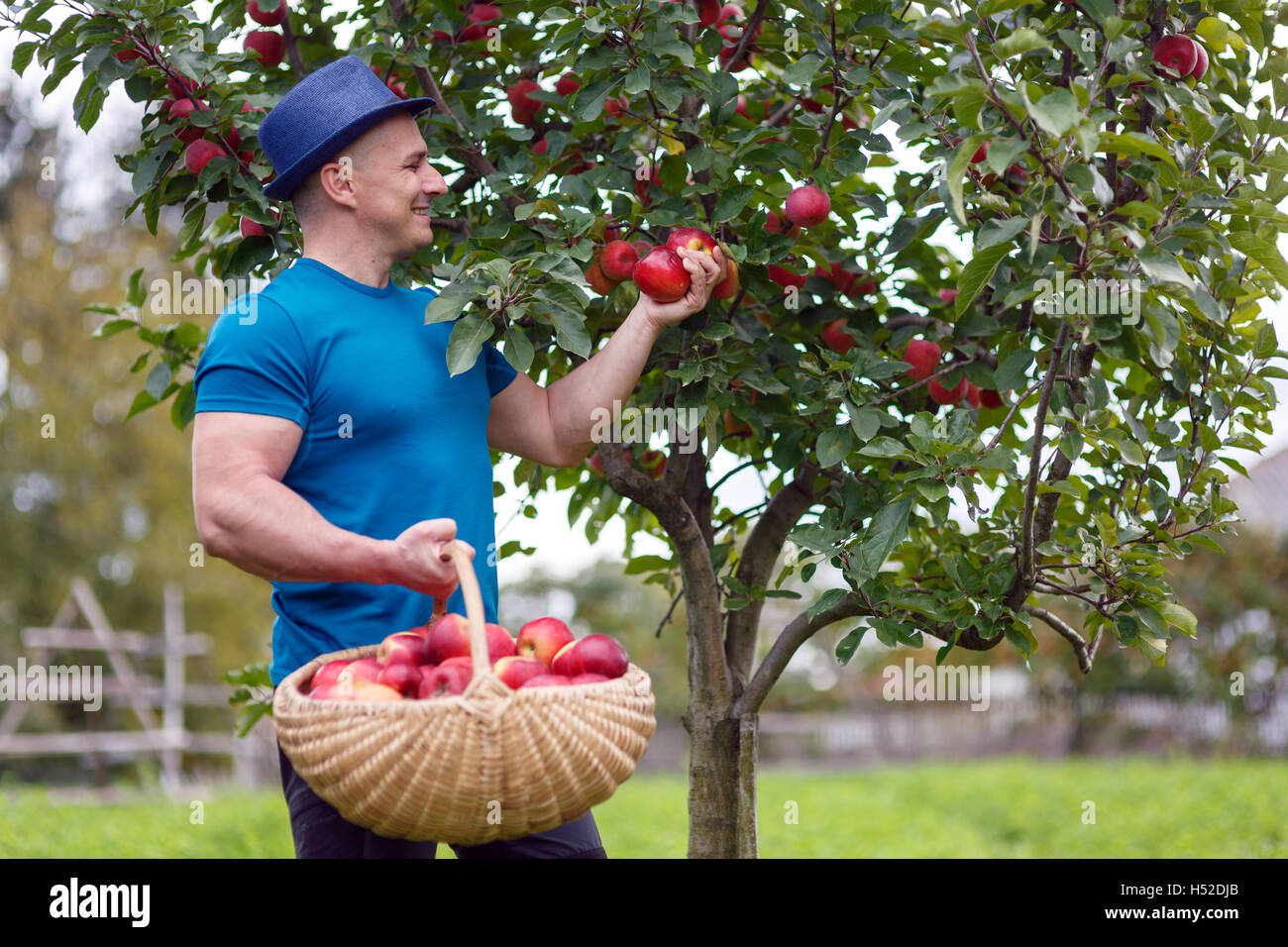 Farmer picking red apples from his trees in the orchard Stock Photo - Alamy