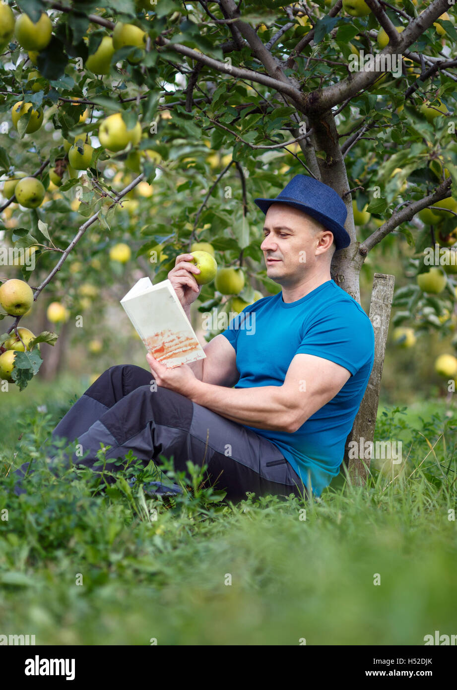Man reading a book under an apple tree in the orchard Stock Photo - Alamy
