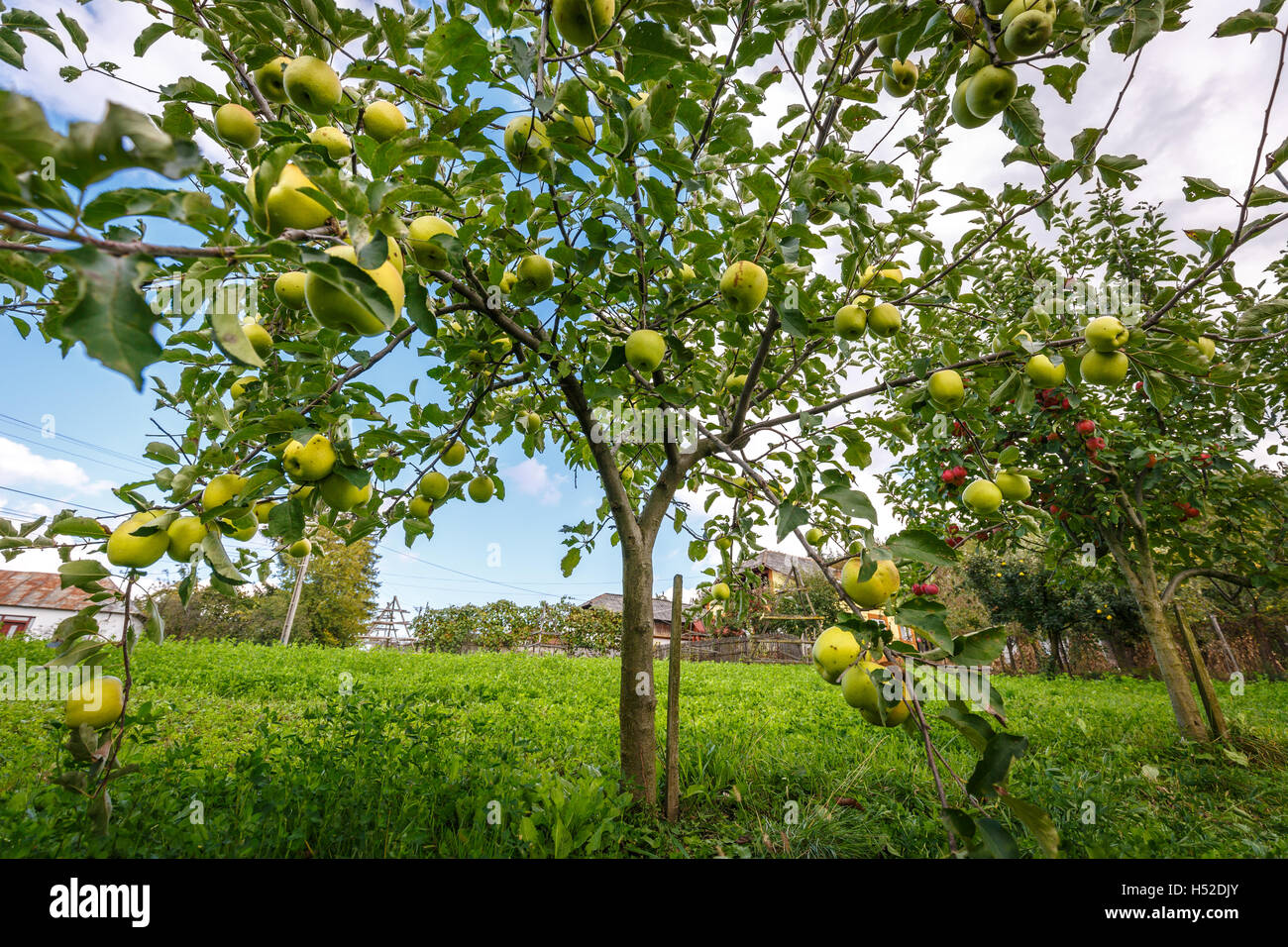 Apple trees of Delicious Golden species in an orchard at harvest time ...
